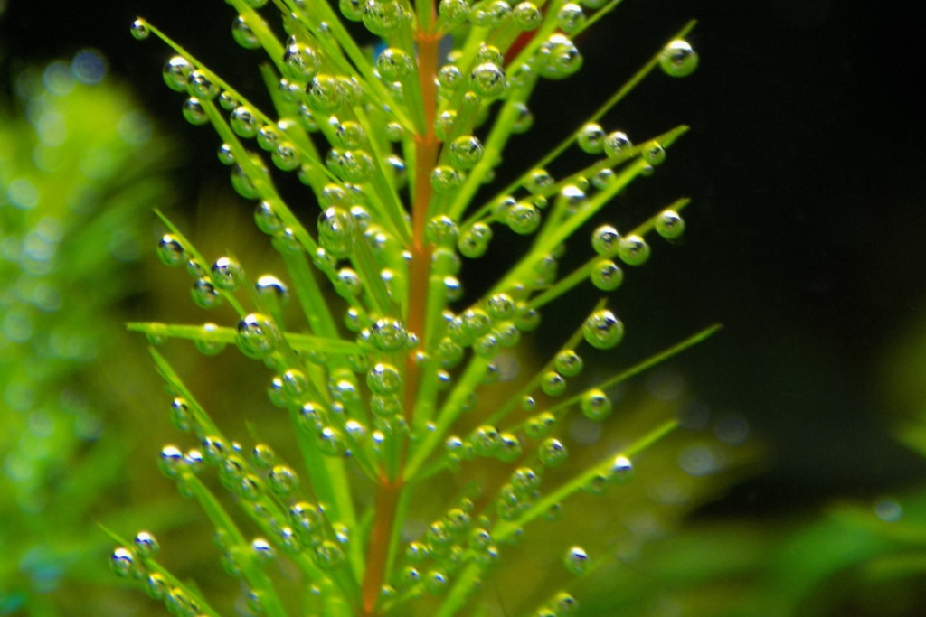 Rogatek sztywny w akwarium | Akwarystyka Słodkowodna